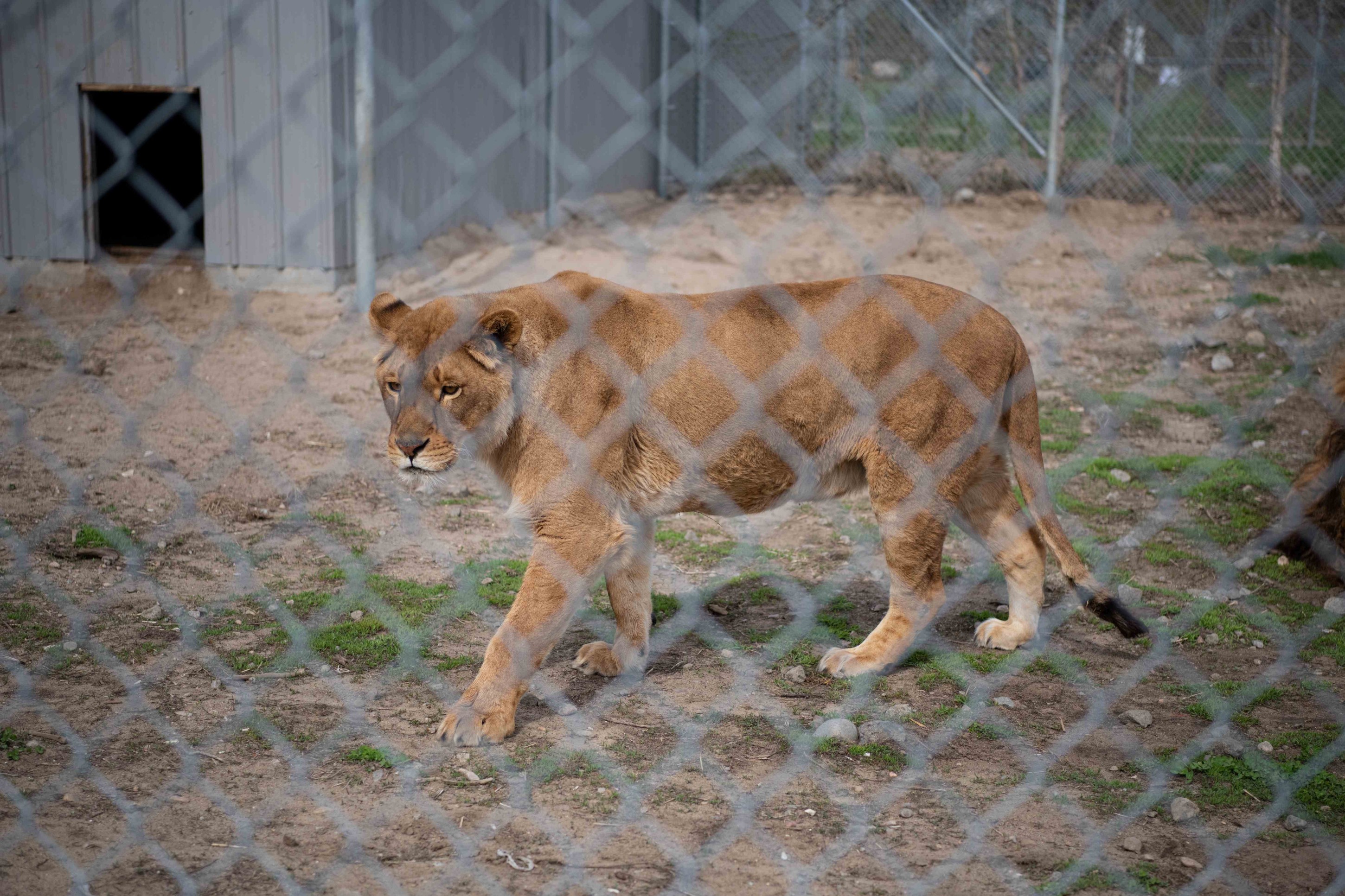At our sanctuary, ex-zoo lioness goes from stressed to blessed | Humane ...