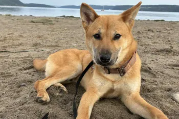 Flight of freedom to Canada for 16 dogs rescued from a dog meat farm ...