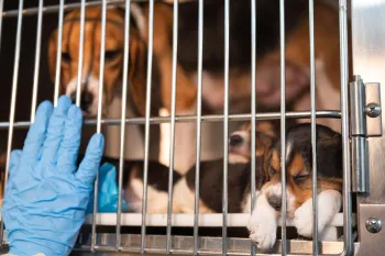 Global Animal Welfare | Humane World for Animals