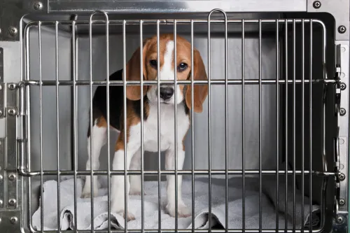 beagle breeding for testing