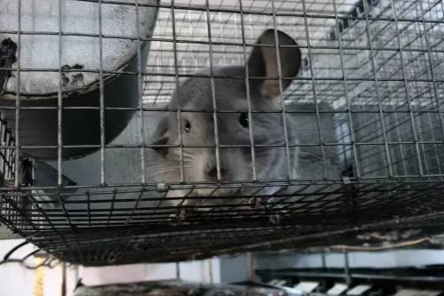 chinchilla farmer