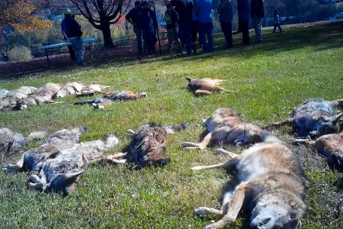 animals getting killed by predators