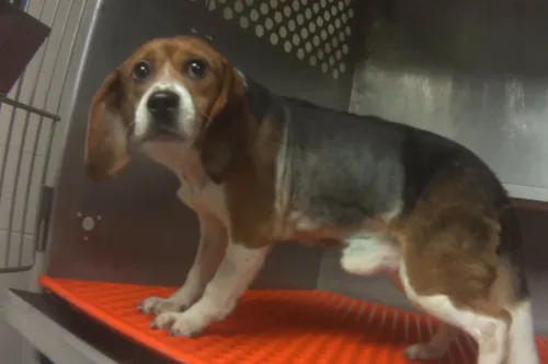 beagle breeding for testing