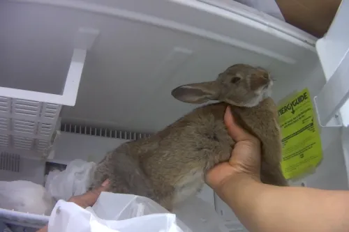 rabbits getting abused