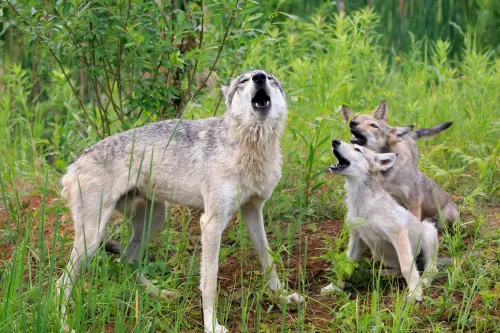gray wolf fighting