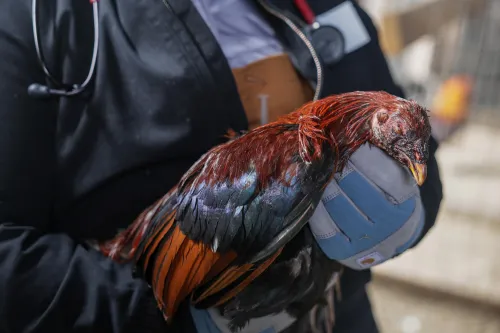 fighter rooster cutting