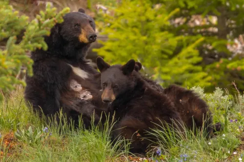 black bears and their cubs