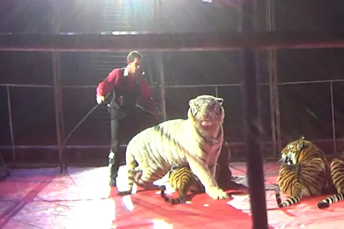 are tigers circus animals