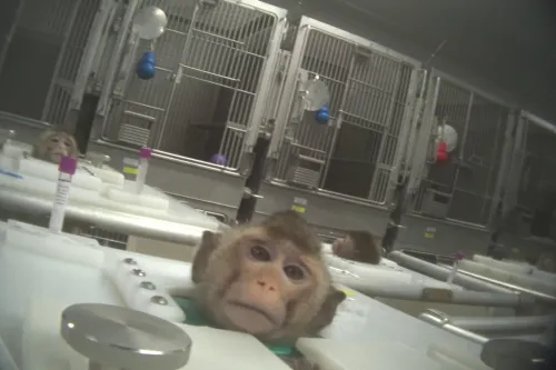 considerations monkey