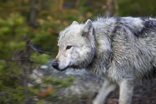 endangered wolves