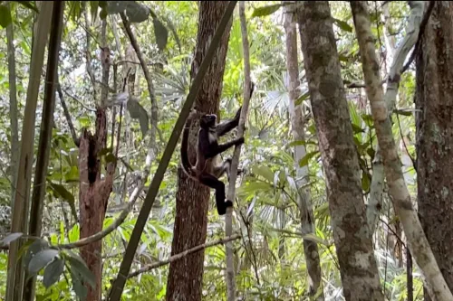 spider monkey native habitat