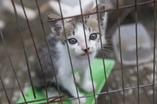 Humane society cats store