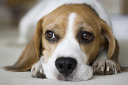 beagle petition
