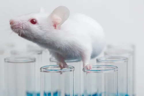 lab mice experiments