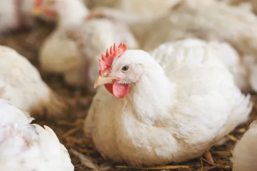 Inhumane Chicken Farming PETA On X: "This Is A So Called "humane"