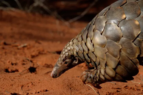 is pangolin illegal
