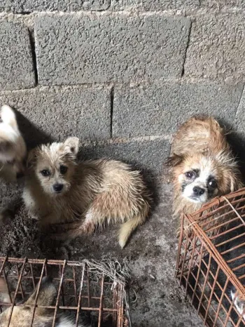Global Animal Welfare | Humane World for Animals