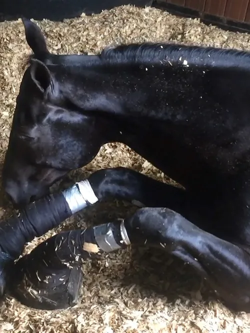 Horse soring | Humane World for Animals