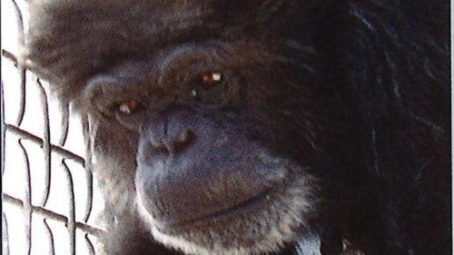 In 2024 we scored victories for chimps and countless other animals ...