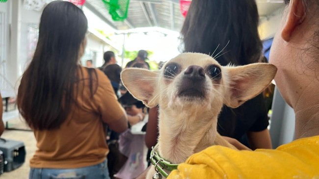 What it takes to save animals in the aftermath of disasters | Humane ...