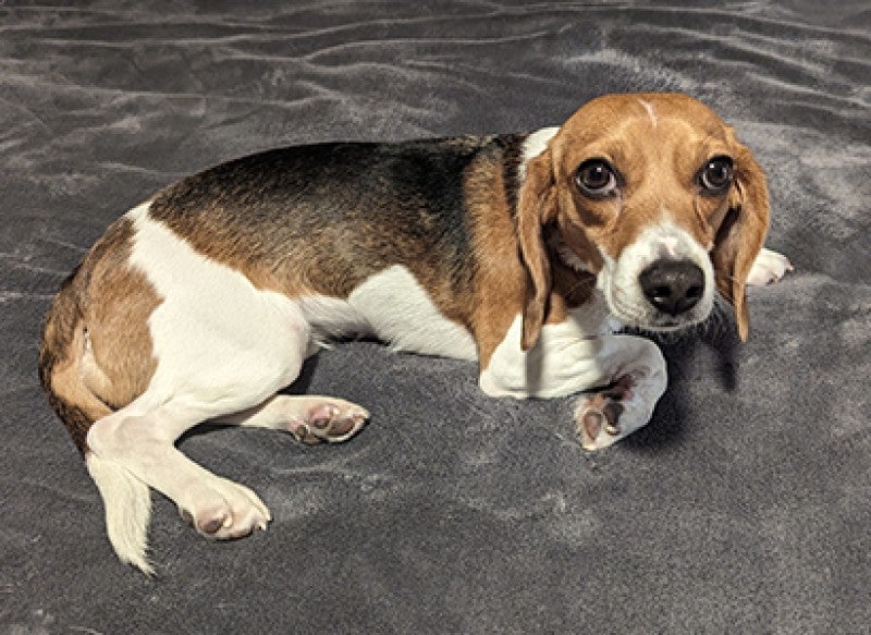 One year of joy for nearly 4,000 beagles freed from lab life | Humane ...