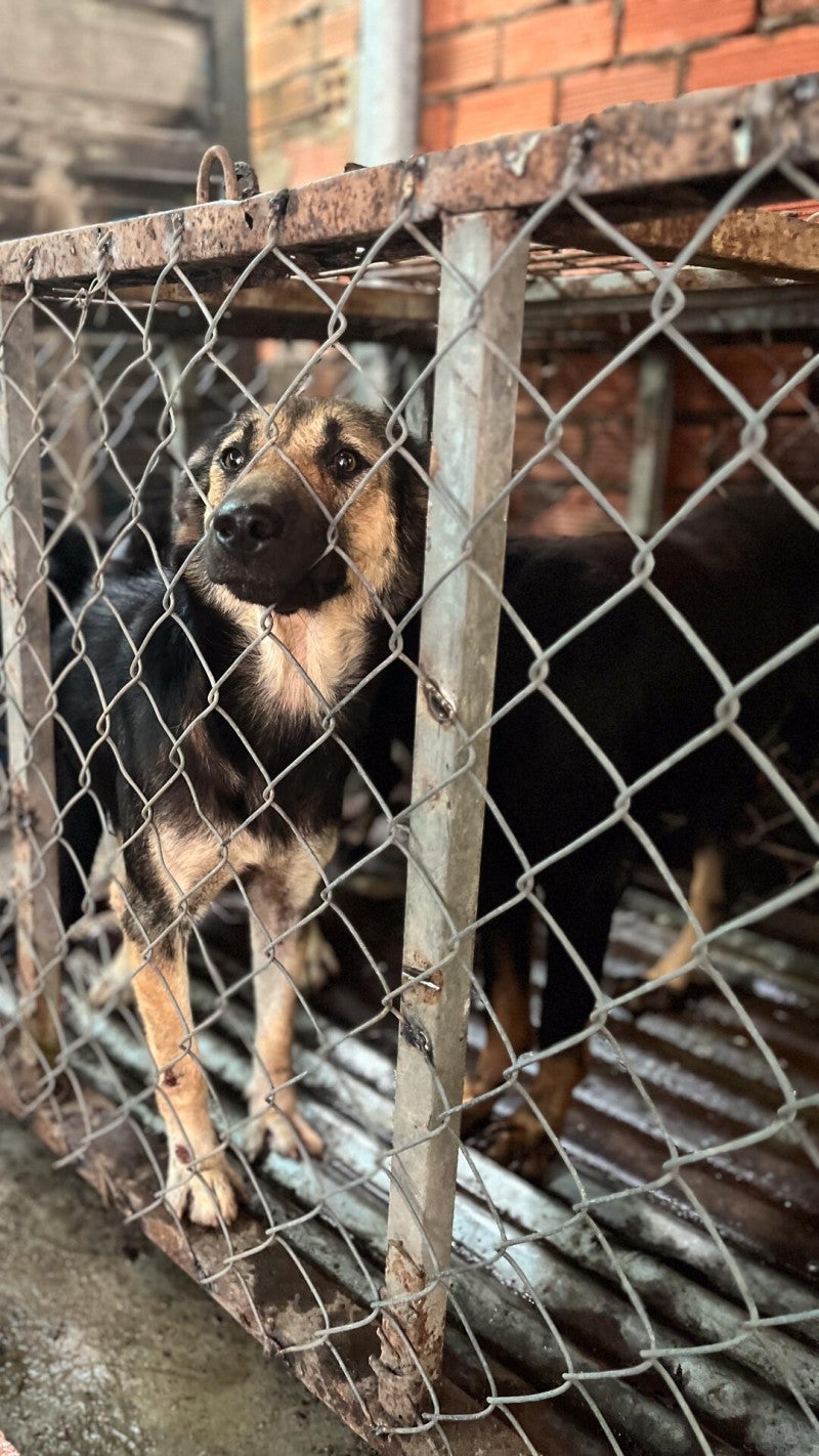 Dog meat restaurant in Viet Nam shuts down leading to rescue of 16 dogs ...