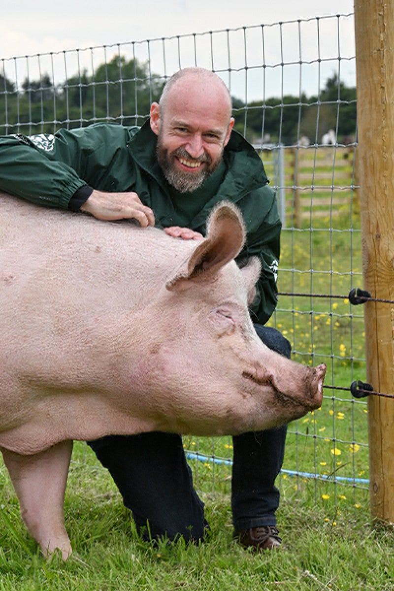 From crates to freedom: UK rescue gives former farm pigs a new life ...