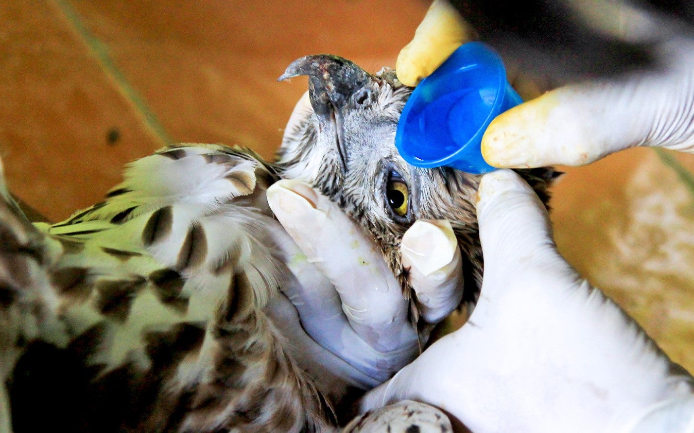 Animal Care Resources for Pets & Wildlife | Humane World for Animals