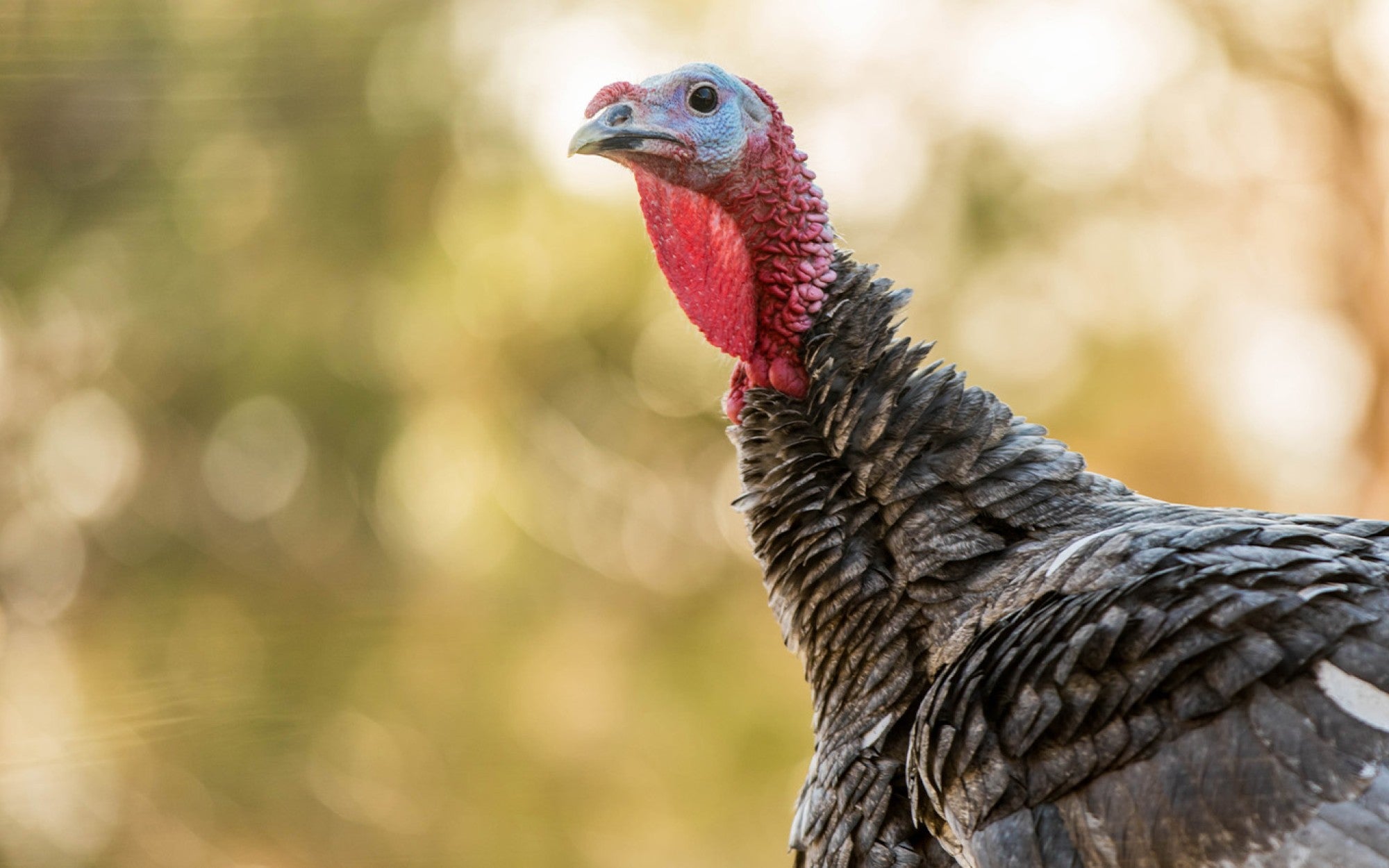 Animal Care Resources for Pets & Wildlife | Humane World for Animals