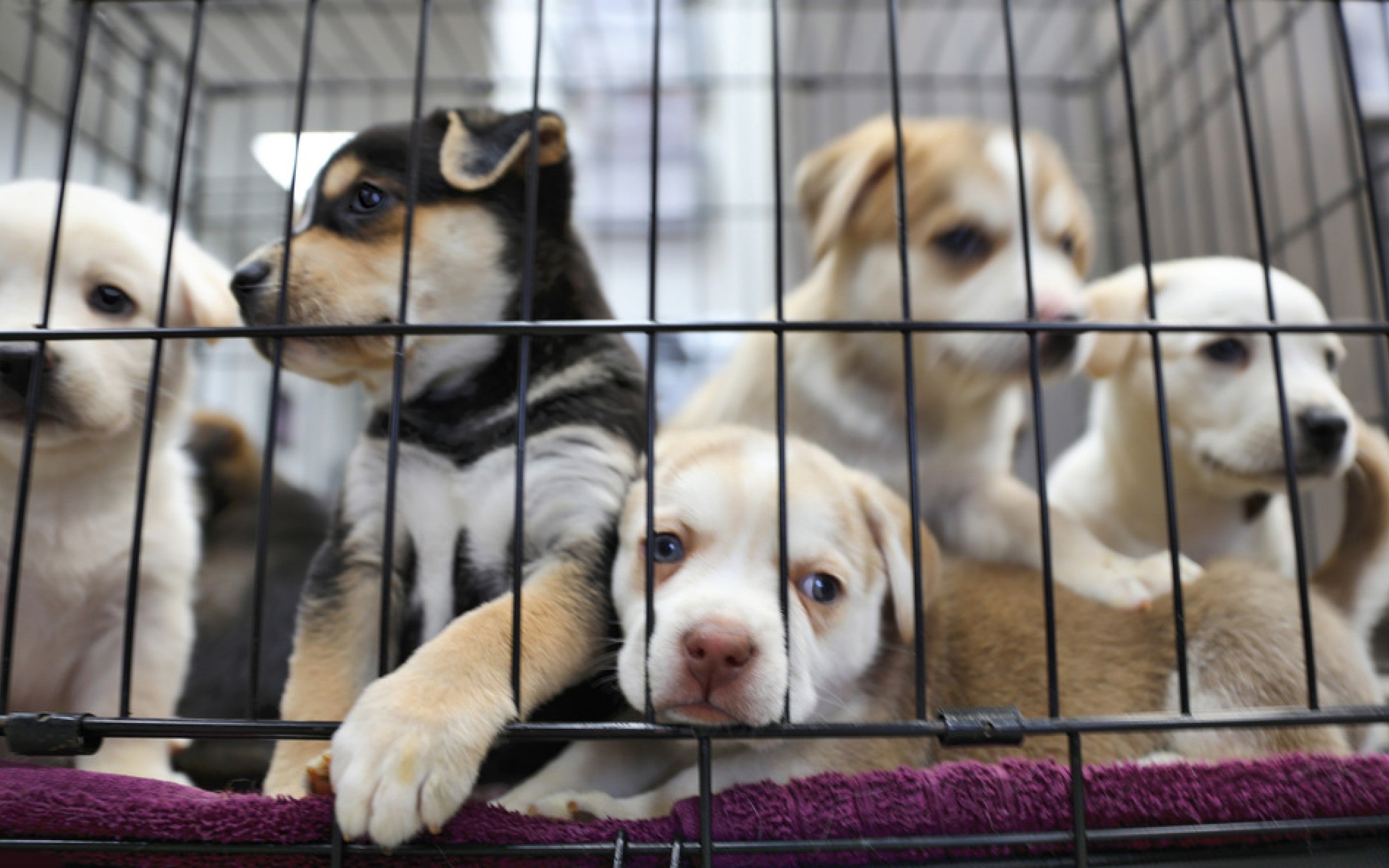 Animal Care Resources for Pets & Wildlife | Humane World for Animals