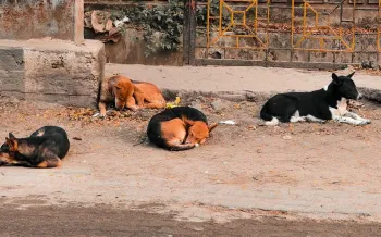 Animal Care Resources for Pets & Wildlife | Humane World for Animals