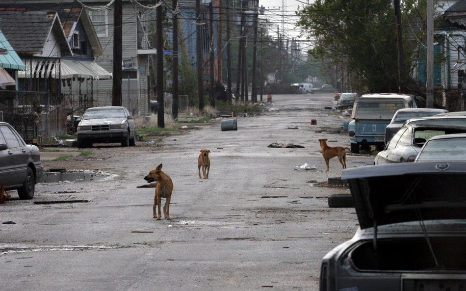 Hurricane Katrina put animal-related disaster response in the spotlight ...