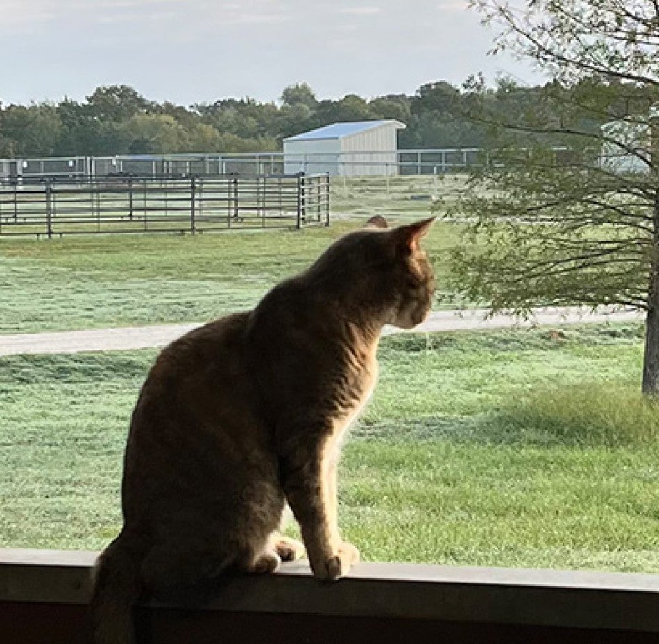 What is a "barn cat?" | Humane World for Animals