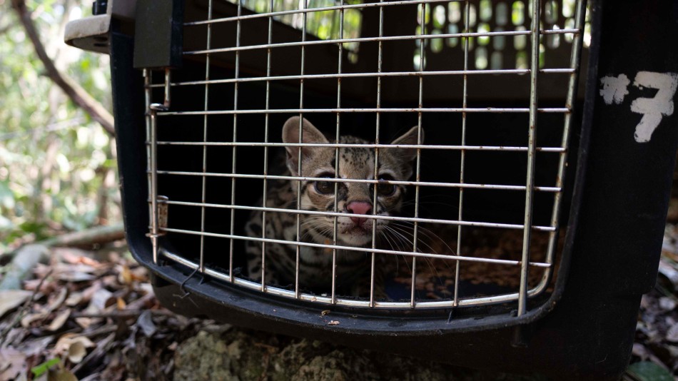 Motley crew of animals freed from illegal trade and human-wildlife ...