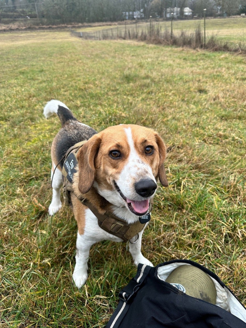 The Envigo beagle survivors: How more than 4,000 dogs sparked a ...