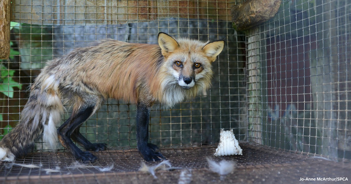 Facts about the fur trade | Humane World for Animals