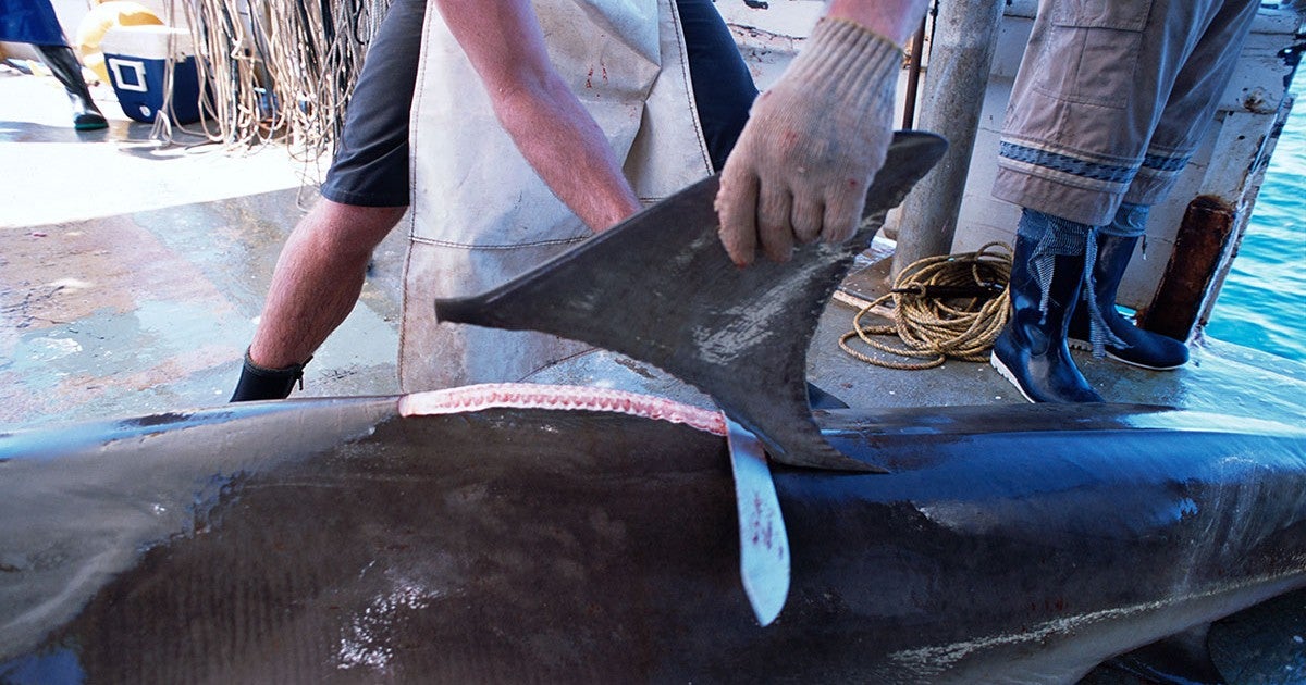 shark finning process