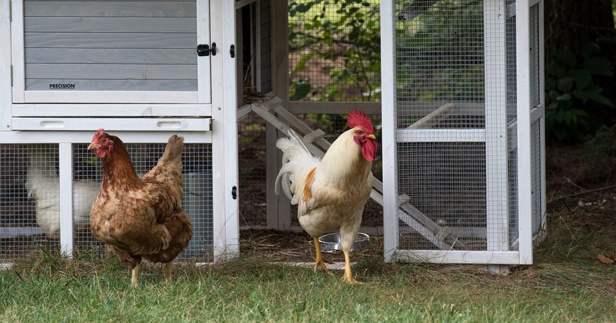 Chickens as pets | Humane World