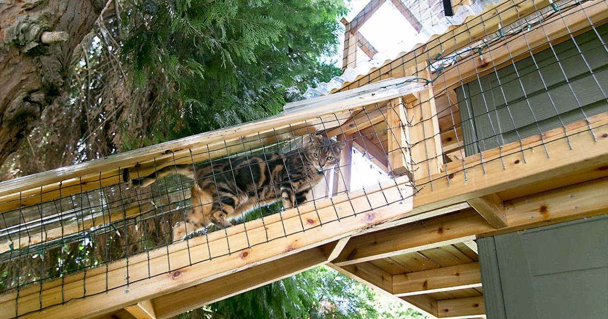 Cat Enclosure Built Around Tree Giving My Cats’ Catio A Makeover
