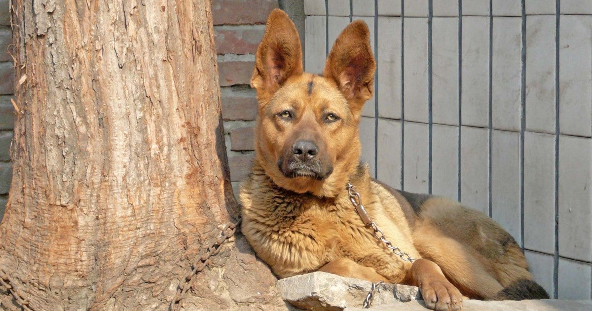 Is it okay to chain or tether dogs? | Humane World for Animals