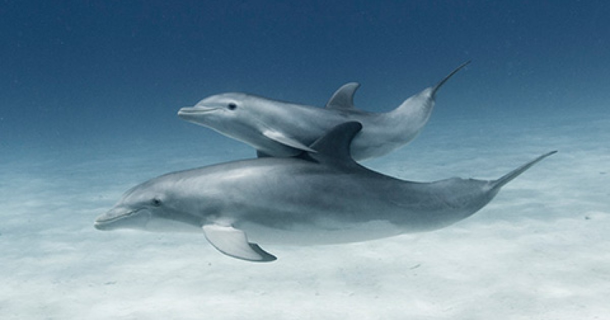 Dolphin Fight Nearly 100 Bottlenose Dolphins Slaughtered In New Faroe