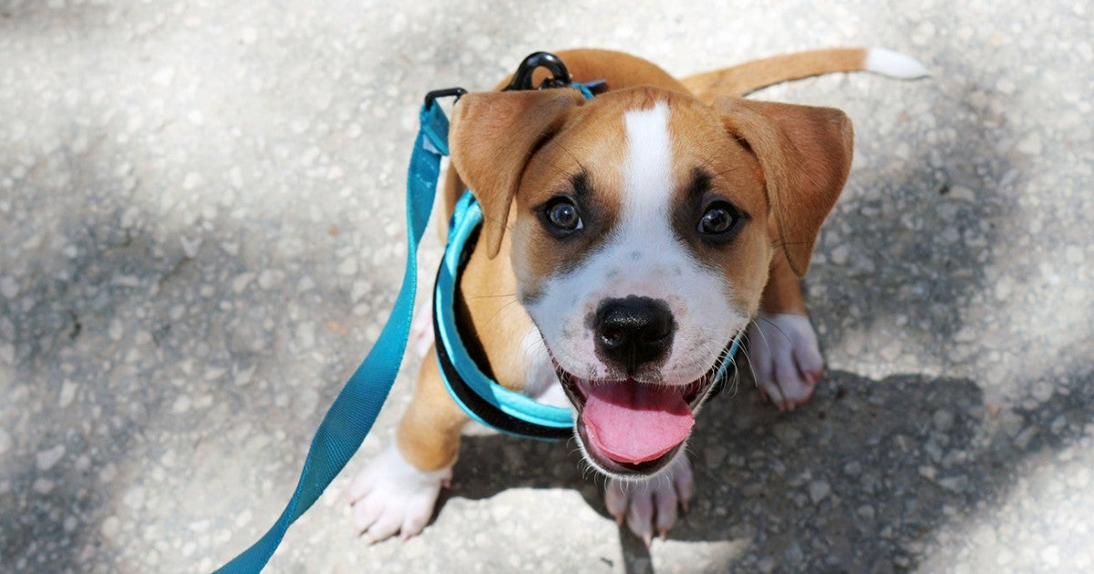 Approvato in via definitiva il disegno di legge AS 1308 che prevede ...