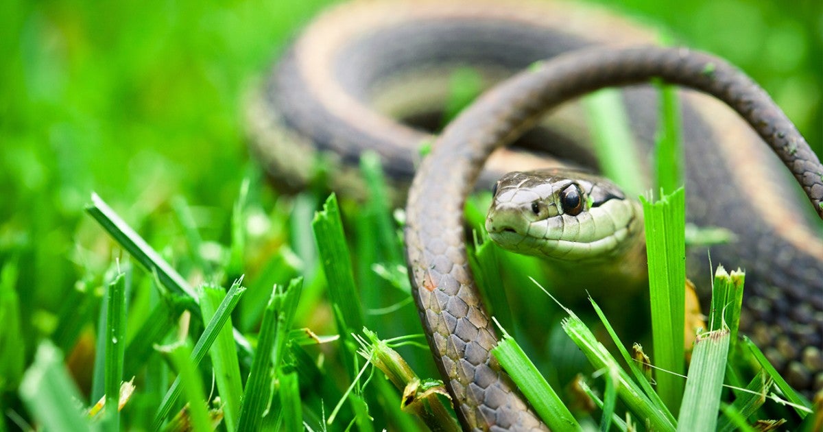 how to draw a snake in grass