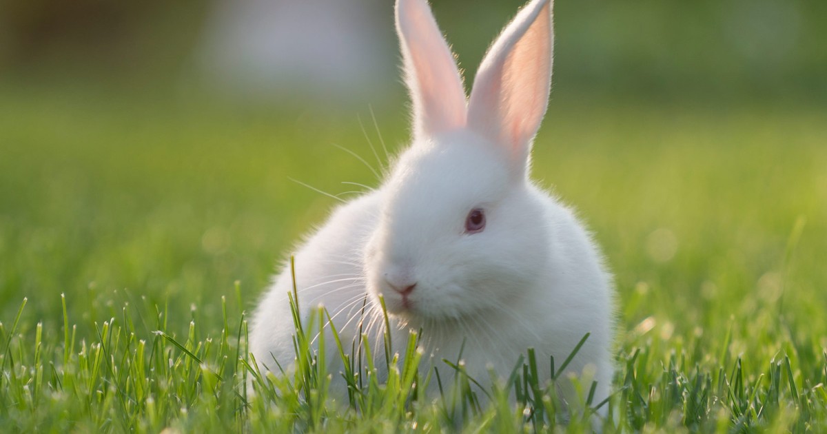 A consumer guide to cruelty-free products | Humane World for Animals