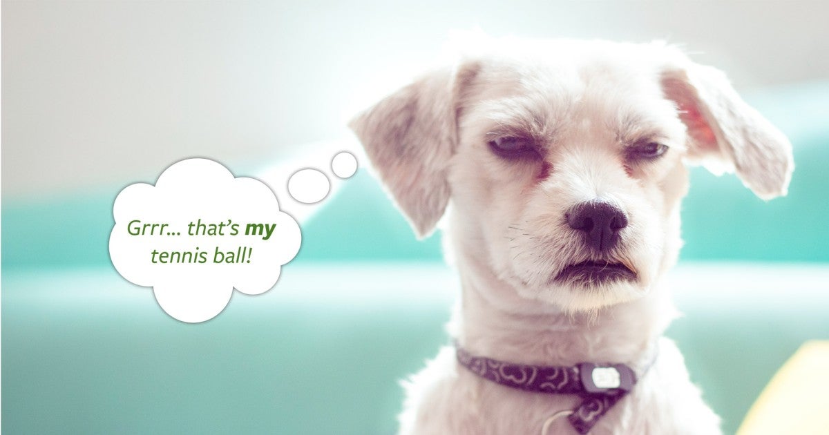 Resource guarding in dogs | Humane World for Animals