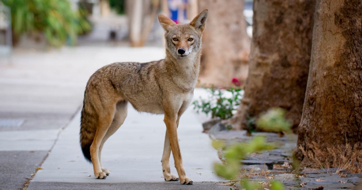 pet coyote