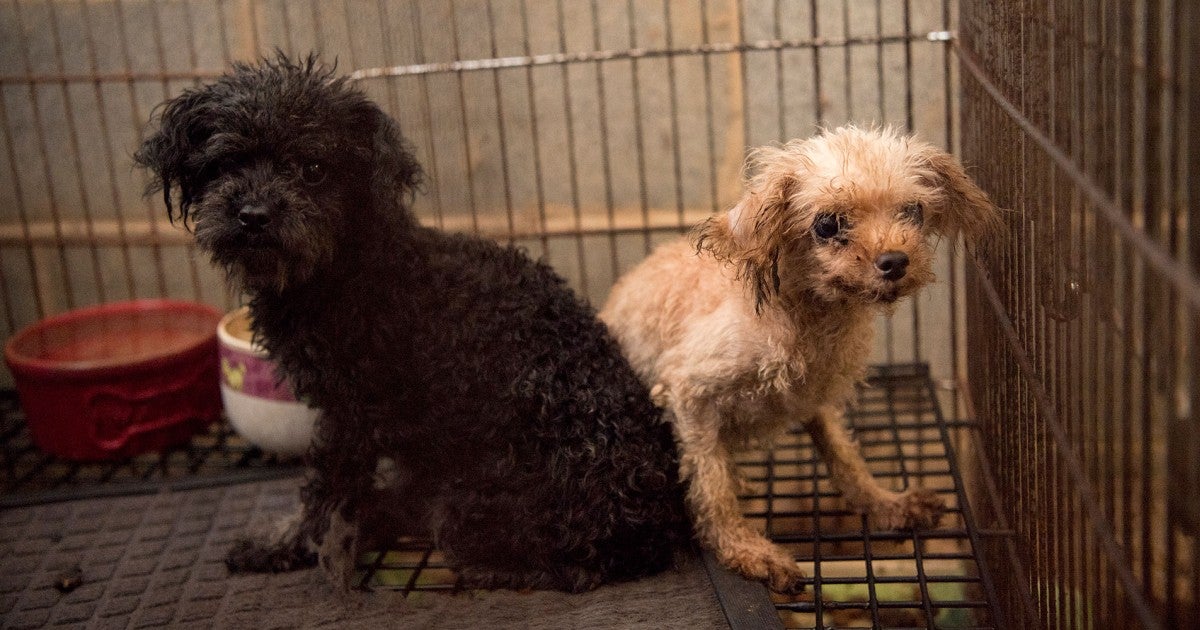 Want to buy a puppy? | Humane World for Animals