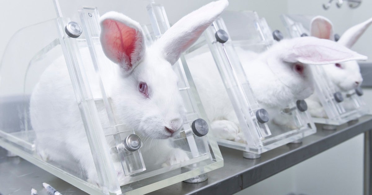 Recommended updates for the REACH regulation | Humane World for Animals