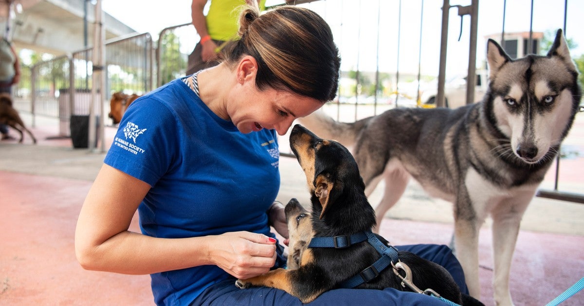 Helping local shelters | Humane World for Animals
