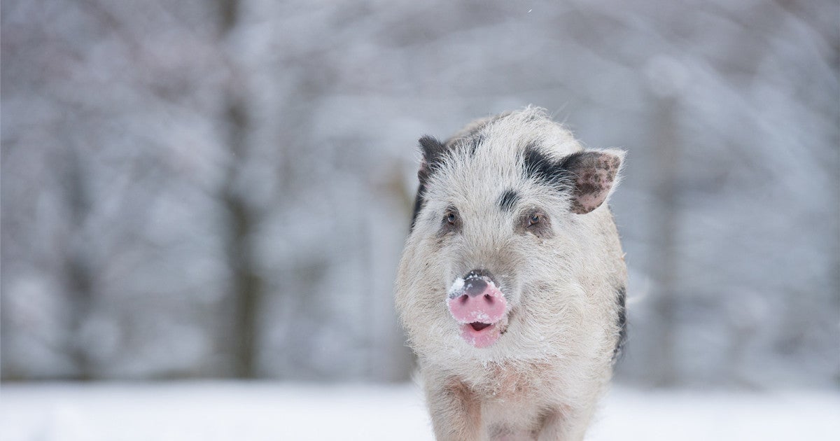 Humane Leader thank you | Humane World for Animals